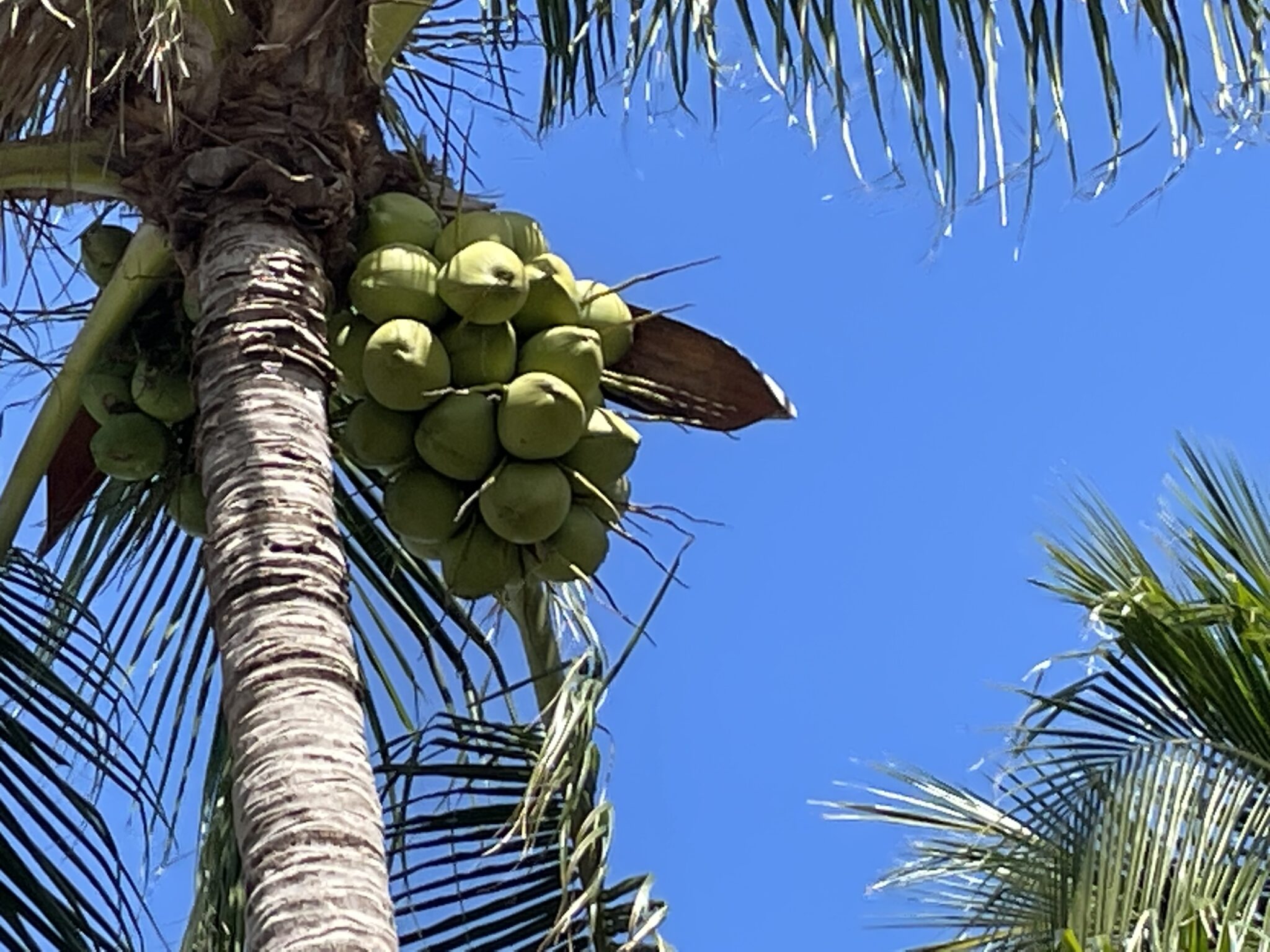 Key West Golf Club HOA - PALM TREES - COCONUTS - Community Association ...